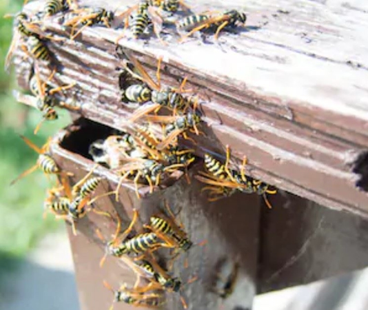 August 24, 2021 Utah Dangerous Spiders