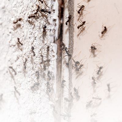 West Jordan Pest Control Services | Same-Day Appointments