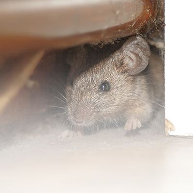 West Jordan Pest Control Services | Same-Day Appointments