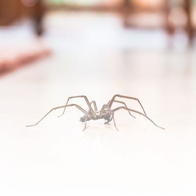 West Jordan Pest Control Services | Same-Day Appointments